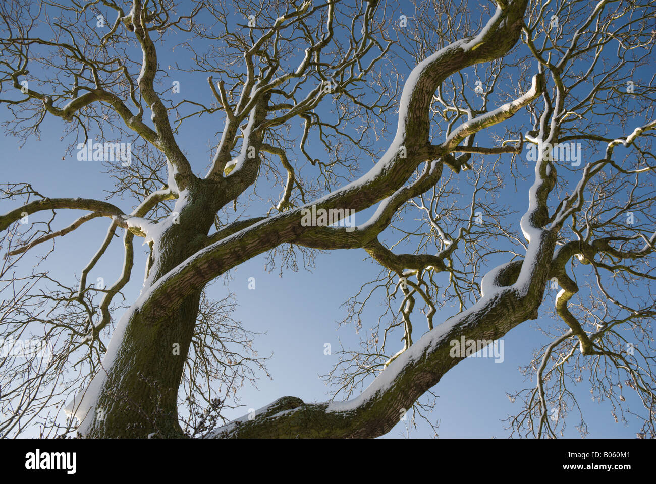 Looking up into a snow covered oak tree against a blue sky Stock Photo ...