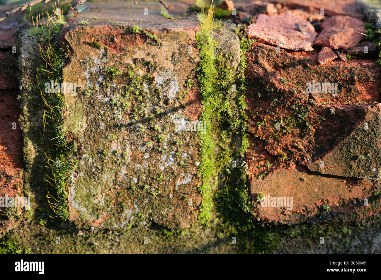 Tortula muralis Screw- Moss growing on a wall in a Cheshire Garden,on a ...