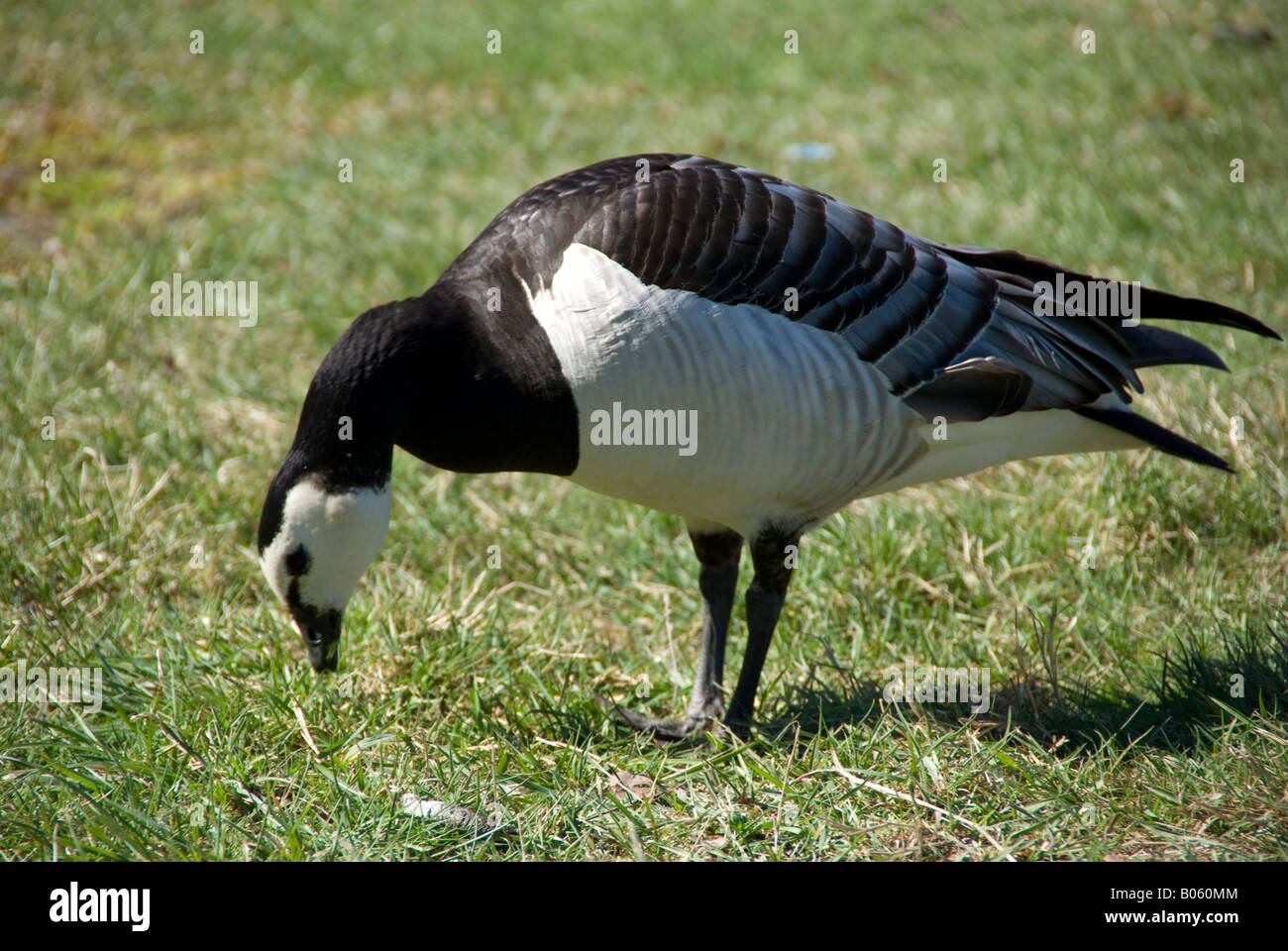 Goose grass hi-res stock photography and images - Alamy