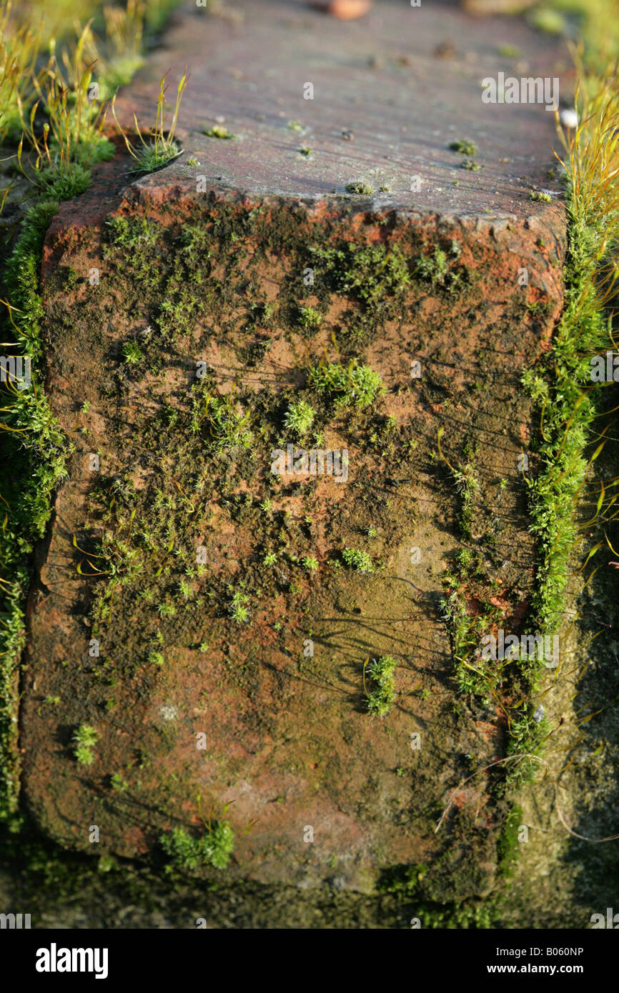 Tortula muralis Screw- Moss growing on a wall in a Cheshire Garden,on a ...