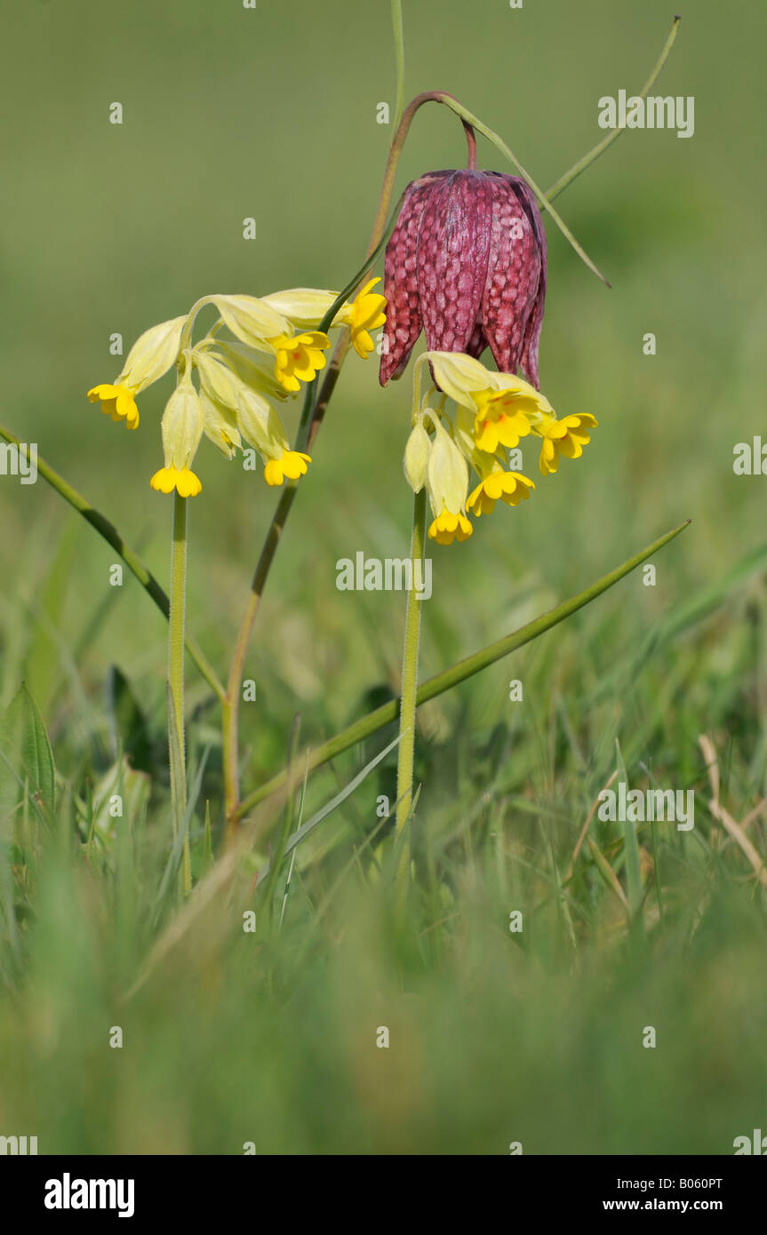 Snakes Head Fritillary Fritillaria meleagris Cowslip Primula veris ...