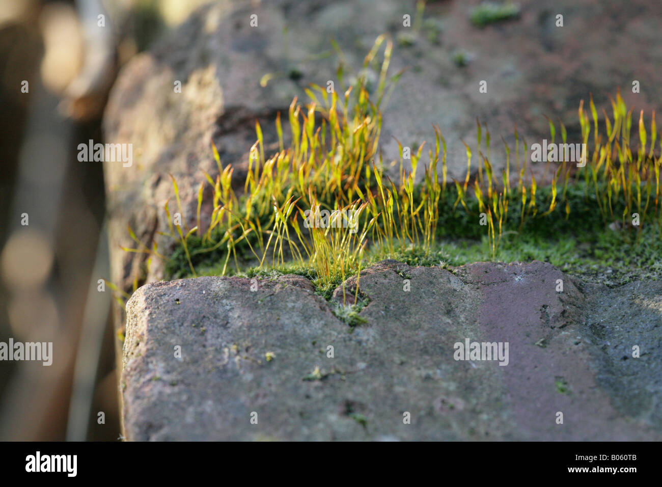 Tortula muralis Screw- Moss growing on a wall in a Cheshire Garden,on a ...