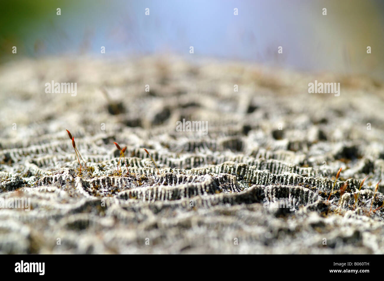 White wrinkles crack fossil stone detail macro closeup limestone and ...