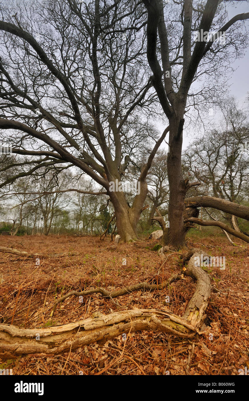 Old Oak Trees with fallen branches among Bracken Stock Photo - Alamy