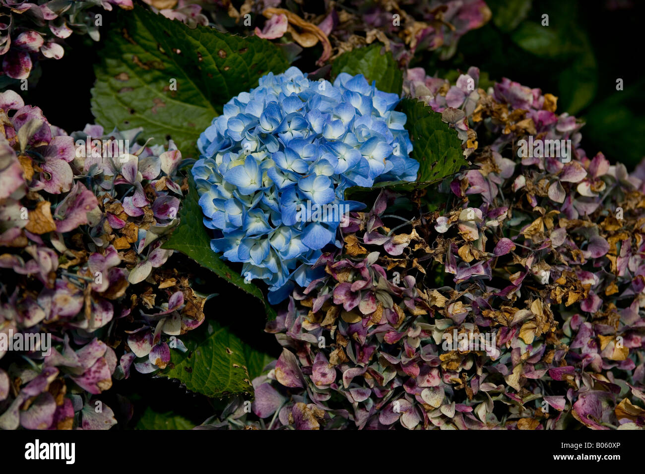 Blue and pink geranium flowers in a garden Stock Photo - Alamy