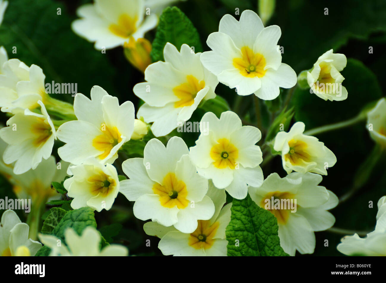 Primula vulgaris, Common Primrose or English Primrose Stock Photo - Alamy