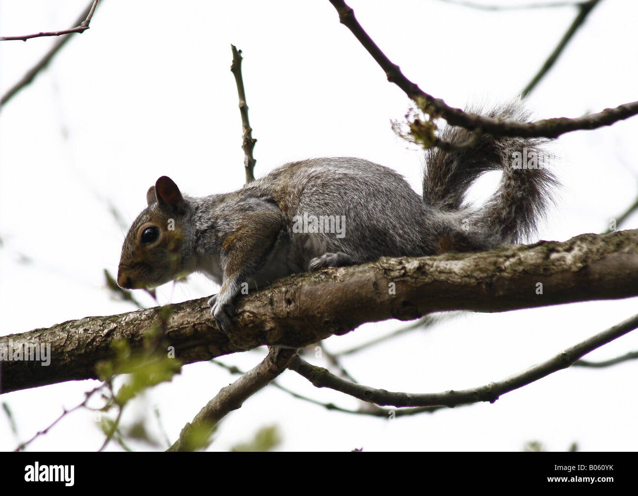 grey squirrel crawling along tree branch Sciurus carolinensis Stock ...