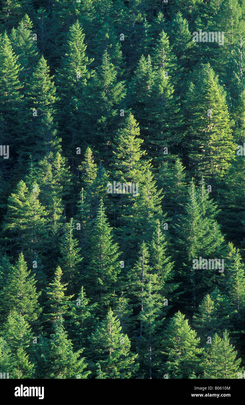 Coniferous forest, Cascade Mountains, Oregon Stock Photo - Alamy