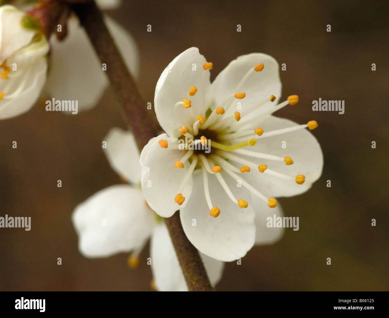 Wild Plum flower, Prunus domestica Stock Photo - Alamy