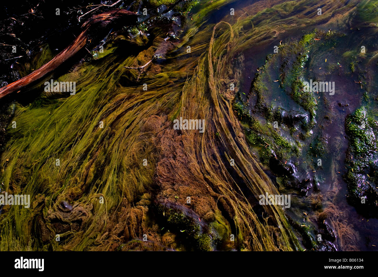 Close up of hot stream and microcellular organisms which survive the ...