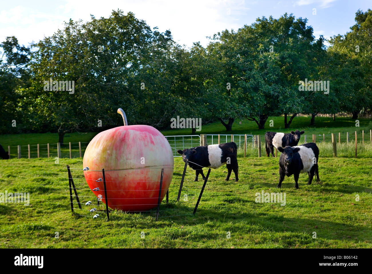 Cattle fruit hi-res stock photography and images - Alamy