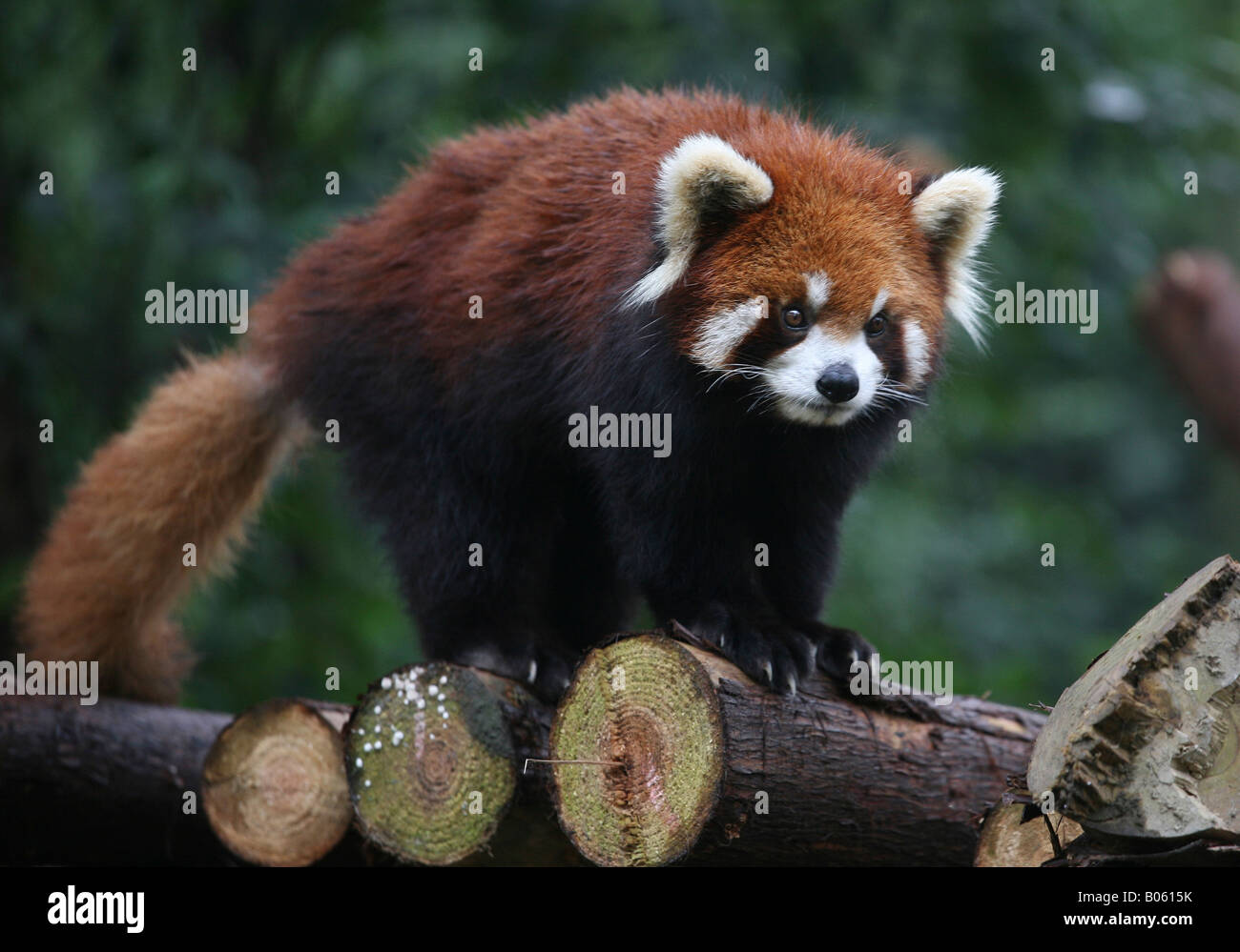 The Red panda at the Giant Panda Protection & Research Center near ...