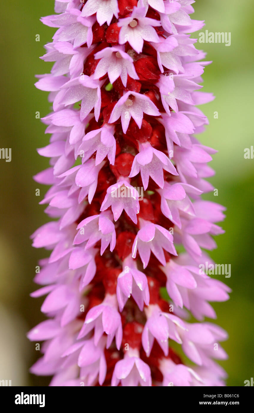 Orchid Primrose Primula vialli flowering in garden close up Stock Photo ...