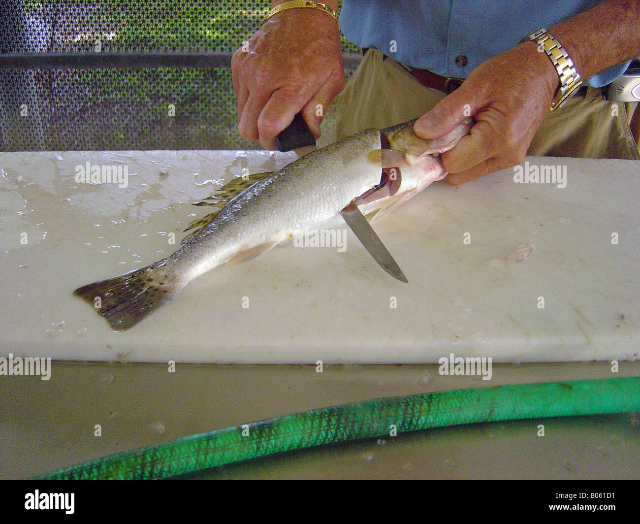 Fileting fish hi-res stock photography and images - Alamy