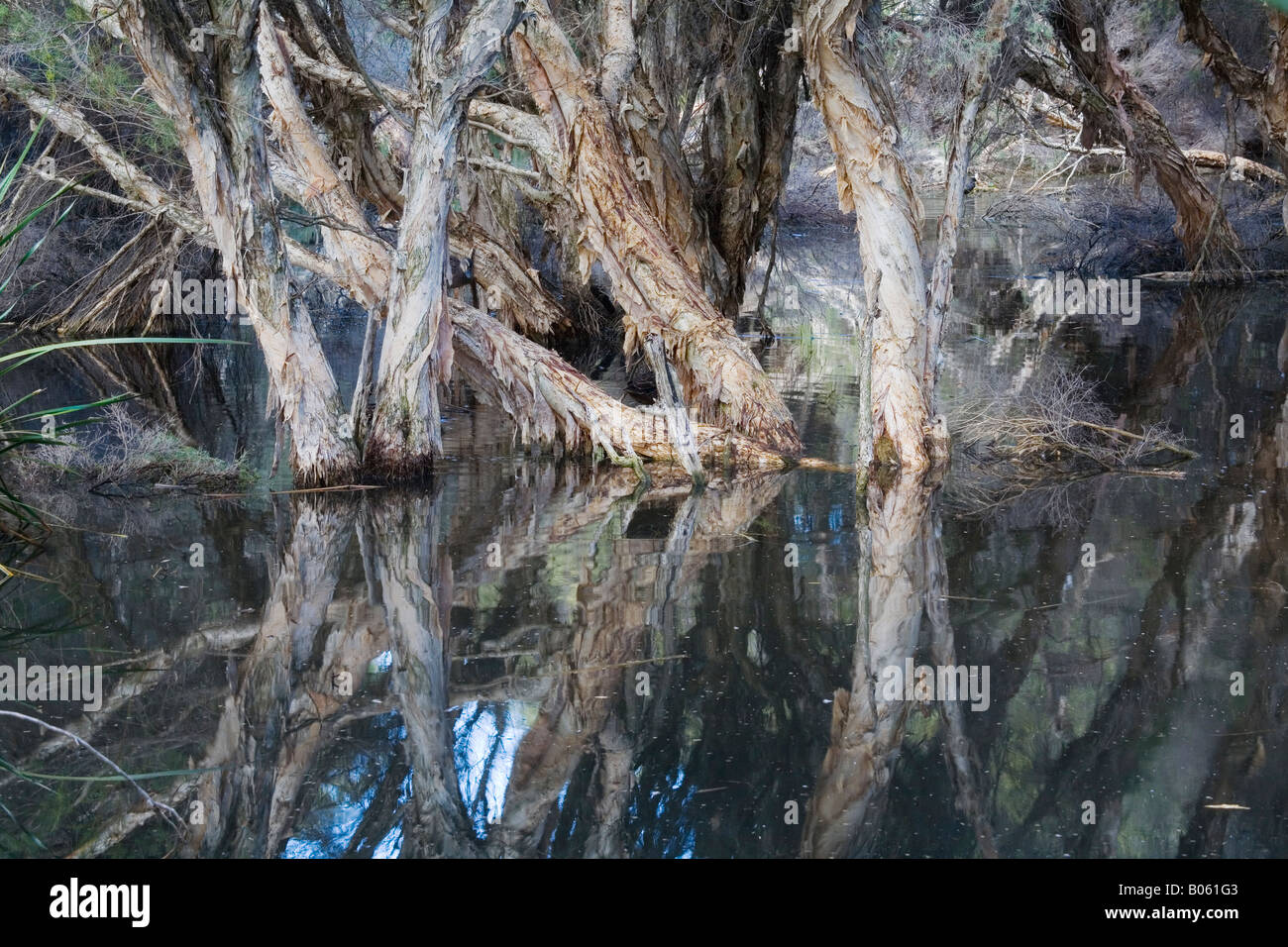 Melaleuca swamp wetland tree hi-res stock photography and images - Alamy