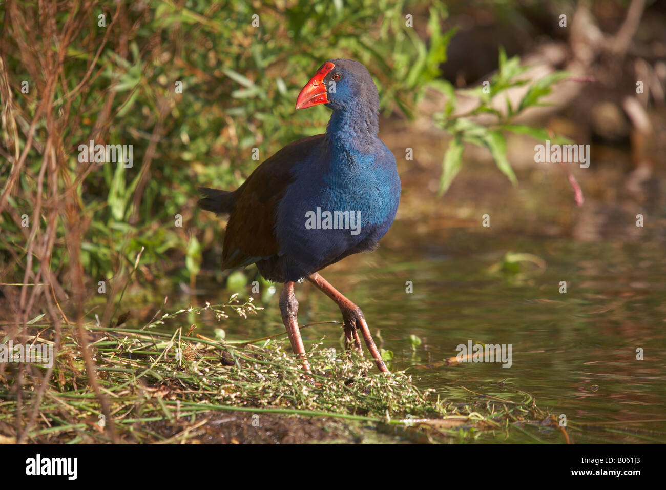 Porphyrio porphyrio, or Purple Swamphen Stock Photo - Alamy