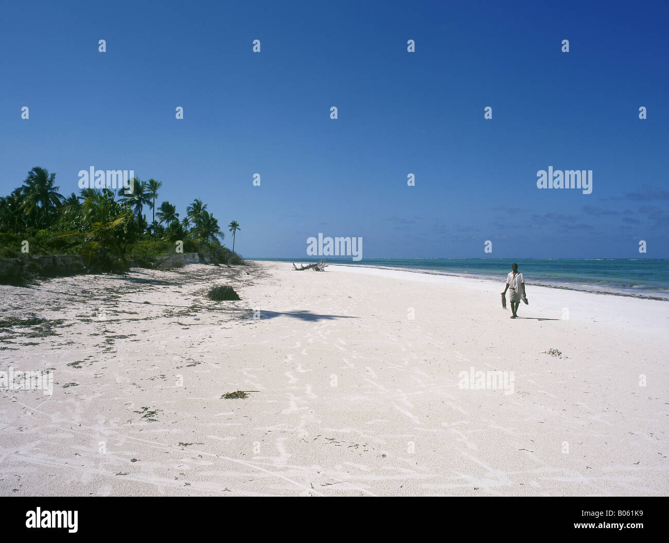 East coast. Man carrying octopus walking over white sand. Palm trees ...