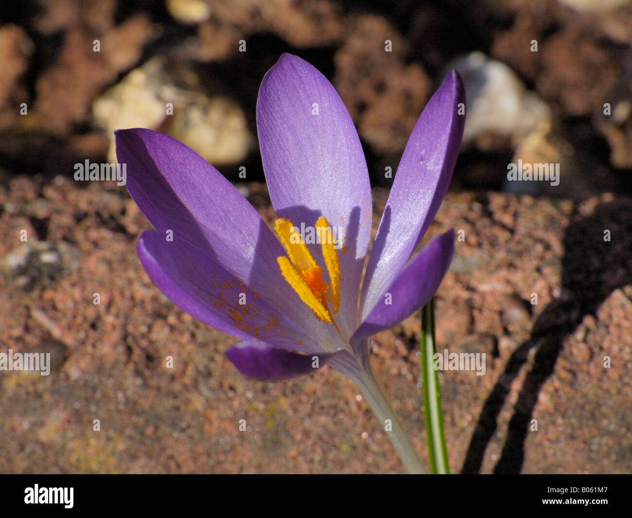 Very early crocus hi-res stock photography and images - Alamy