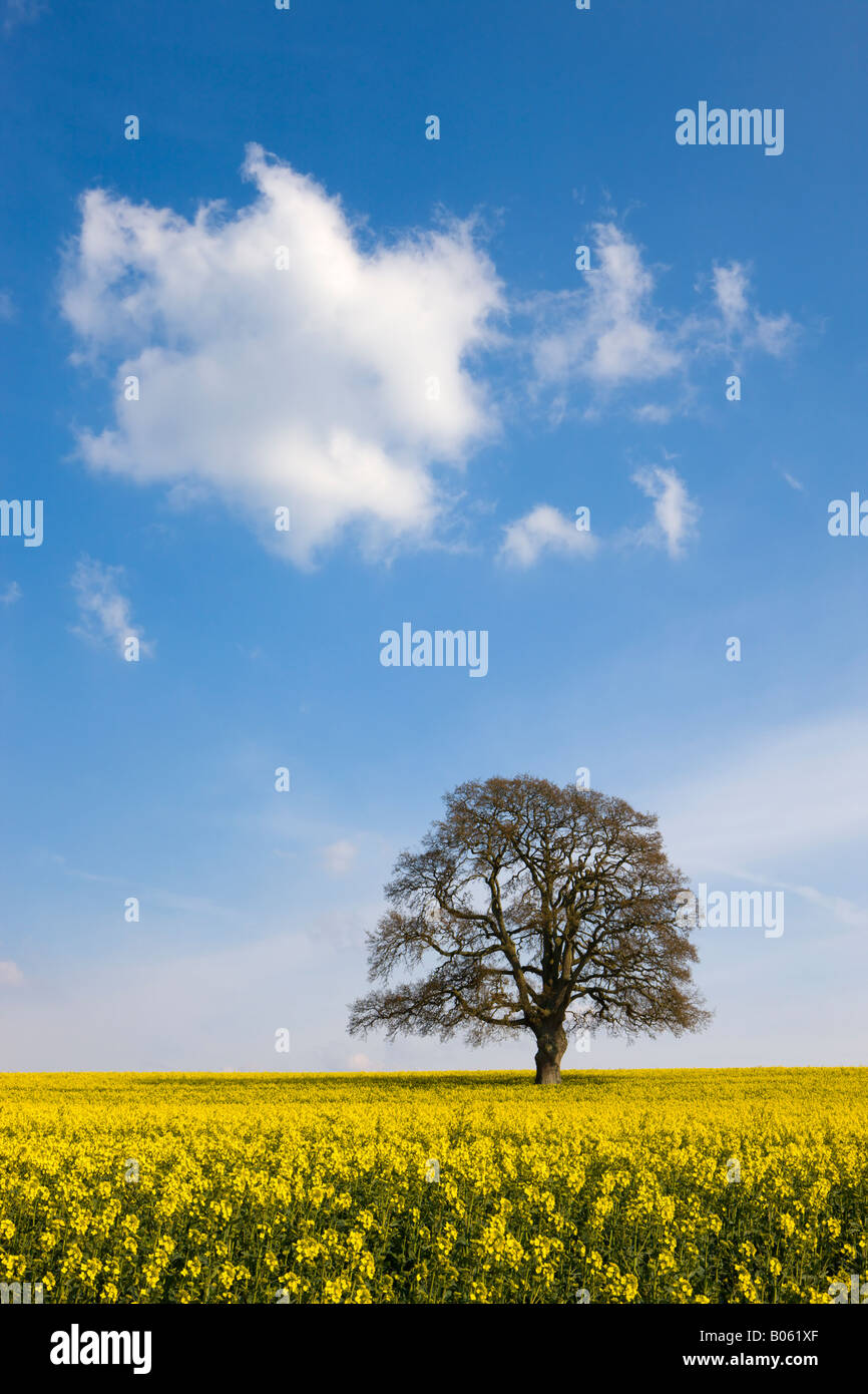 Rapseed field and single tree Devon England Stock Photo - Alamy