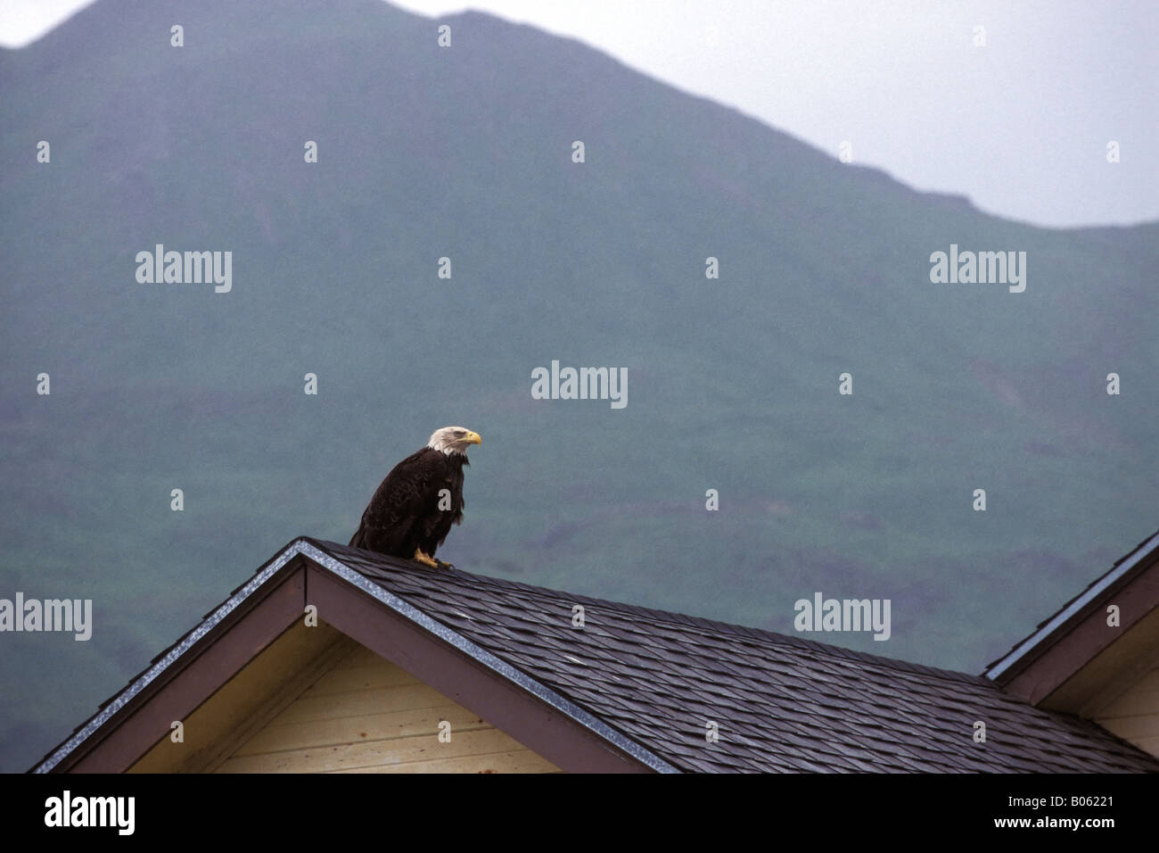 Bald eagle on a roof top, Dutch Harbor, Unalaska, Alaska Stock Photo ...