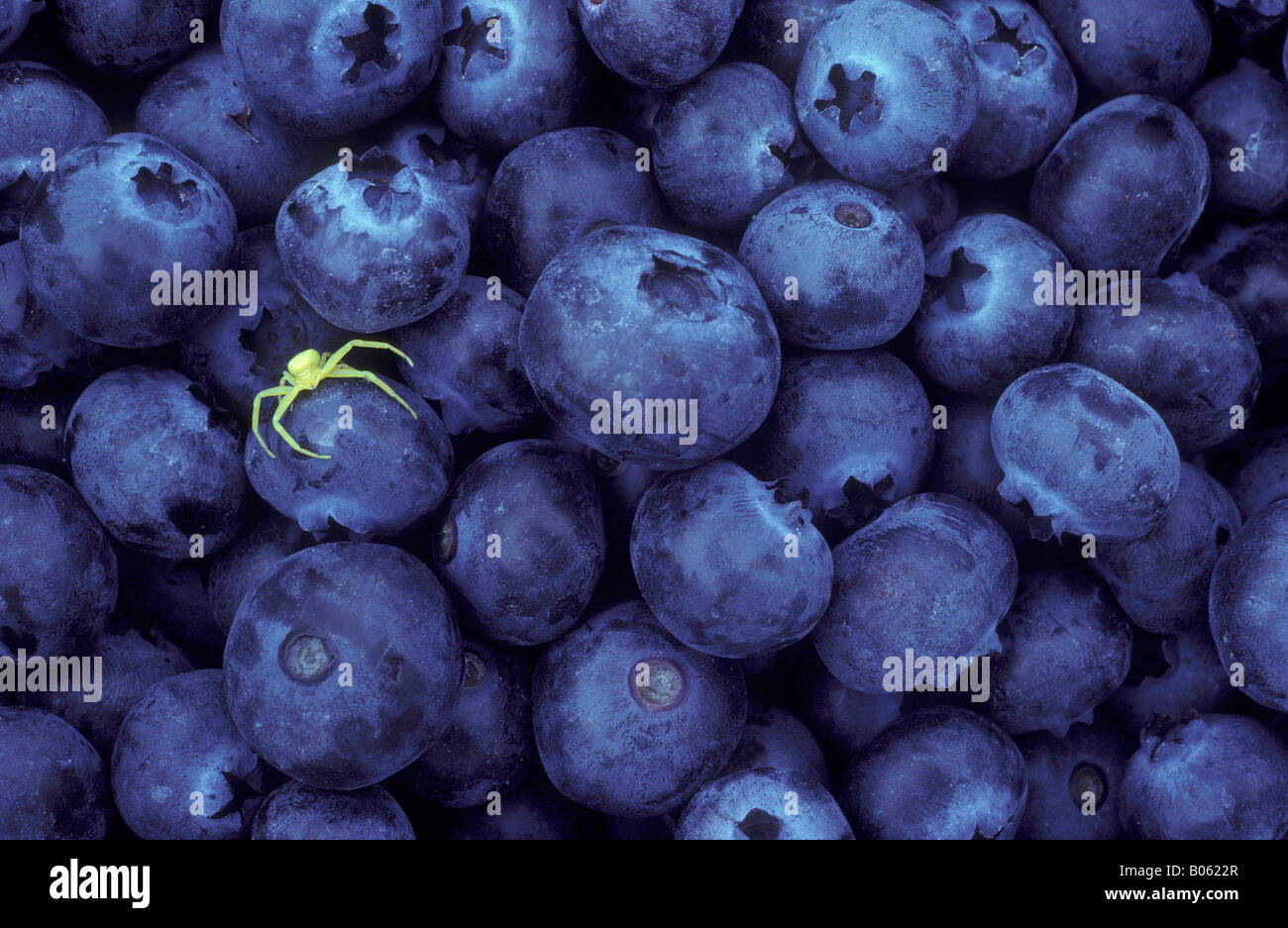 Yellow flower spider on blueberries at U Pick farm Lane County ...
