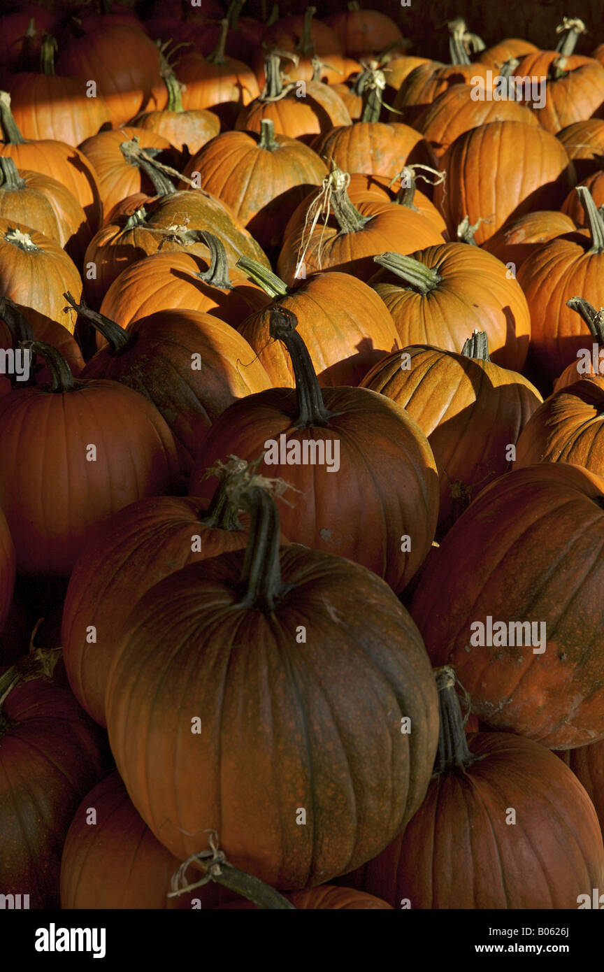 Pumpkins at Market in Maine Stock Photo - Alamy