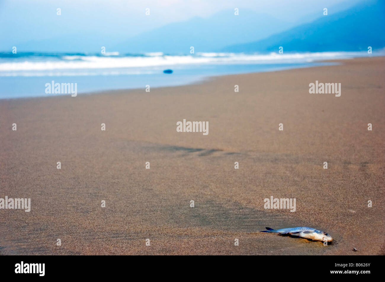 Desperation on the beach Stock Photo - Alamy