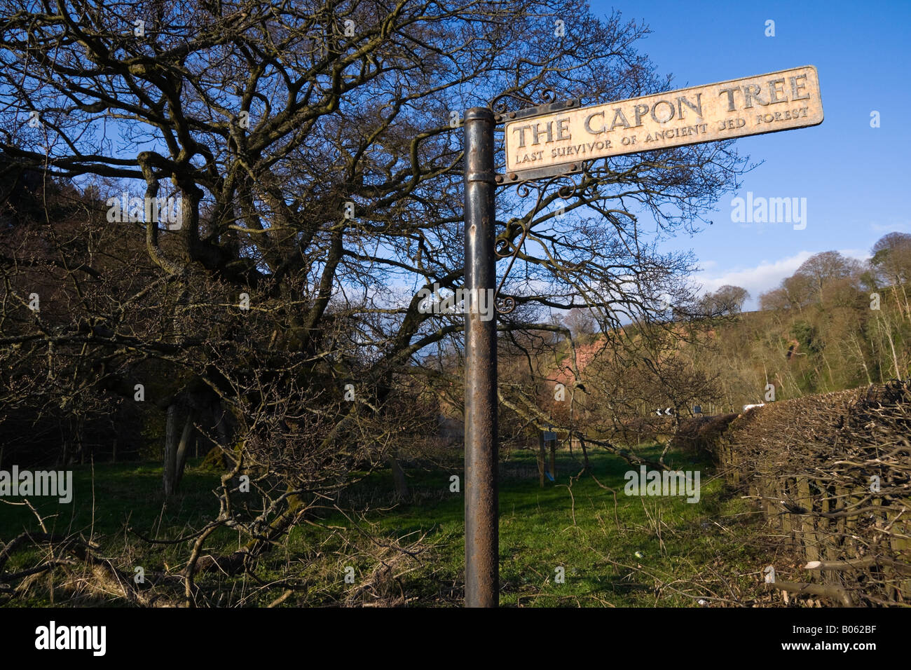 The Capon Tree historic 500 year old oak remnant of ancient Jed Forest ...