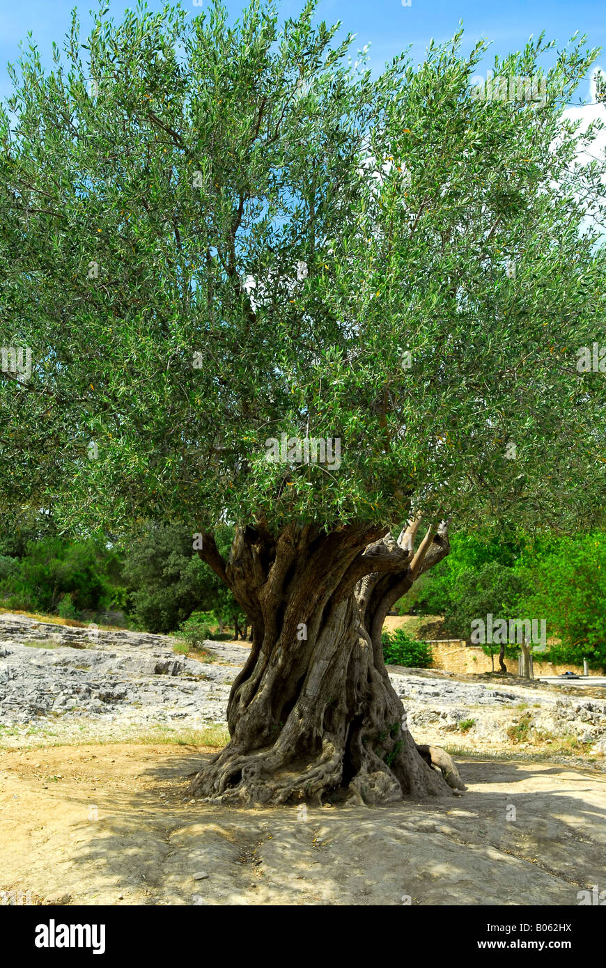 Olive tree hi-res stock photography and images - Alamy