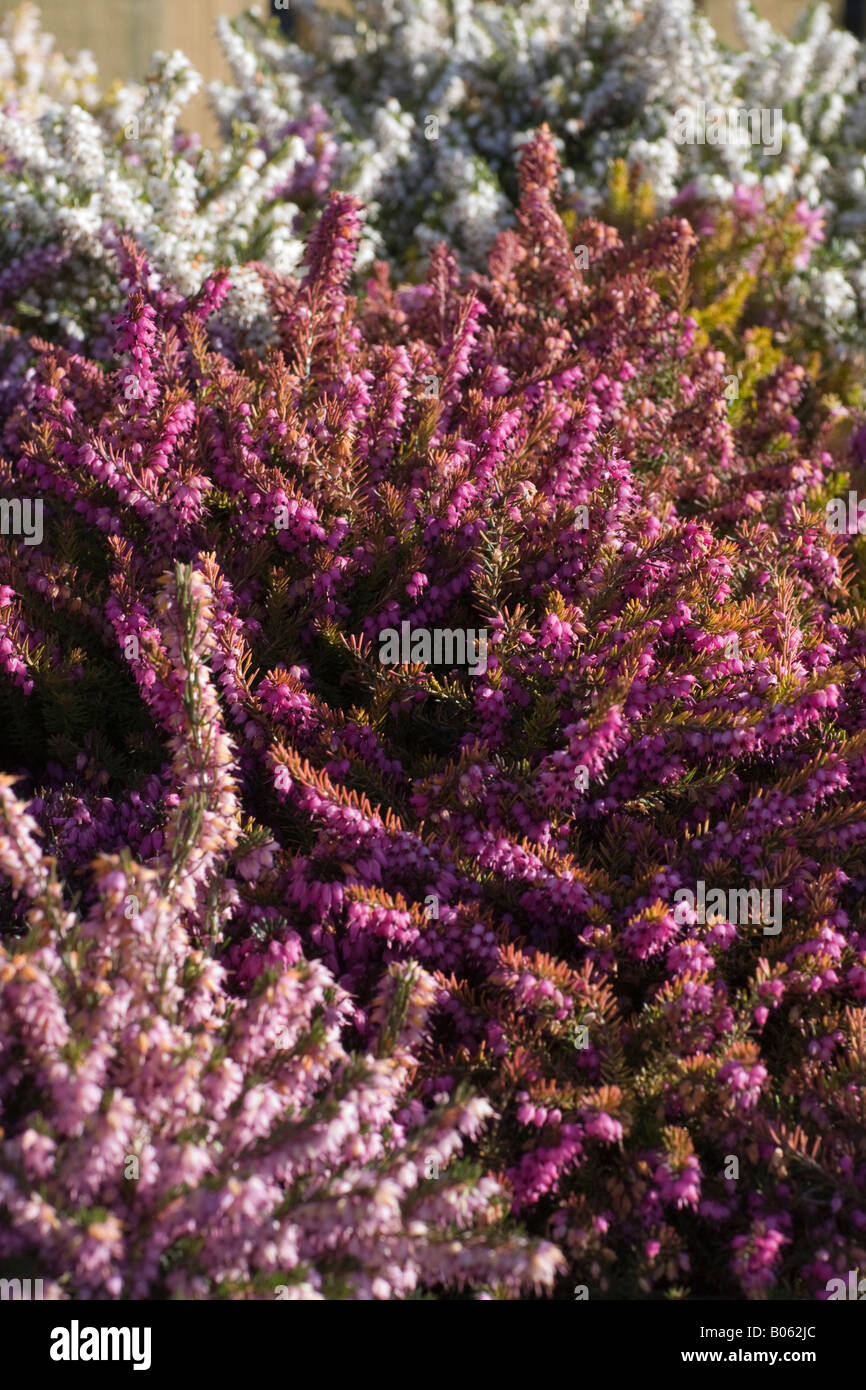 Heather planting hi-res stock photography and images - Alamy