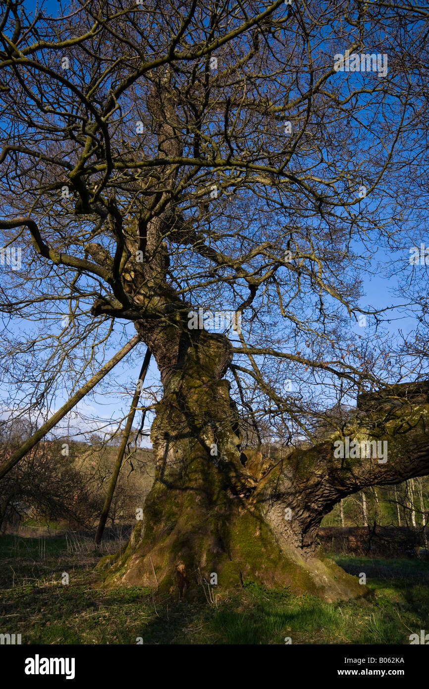 The Capon Tree historic 500 year old oak remnant of ancient Jed Forest ...