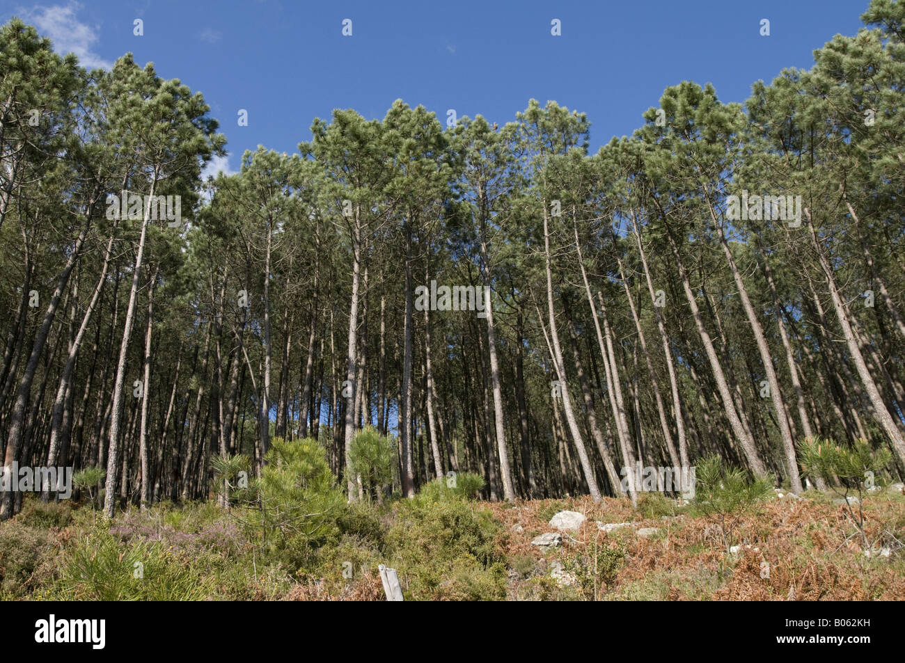 pine wood forest, Portugal Stock Photo - Alamy