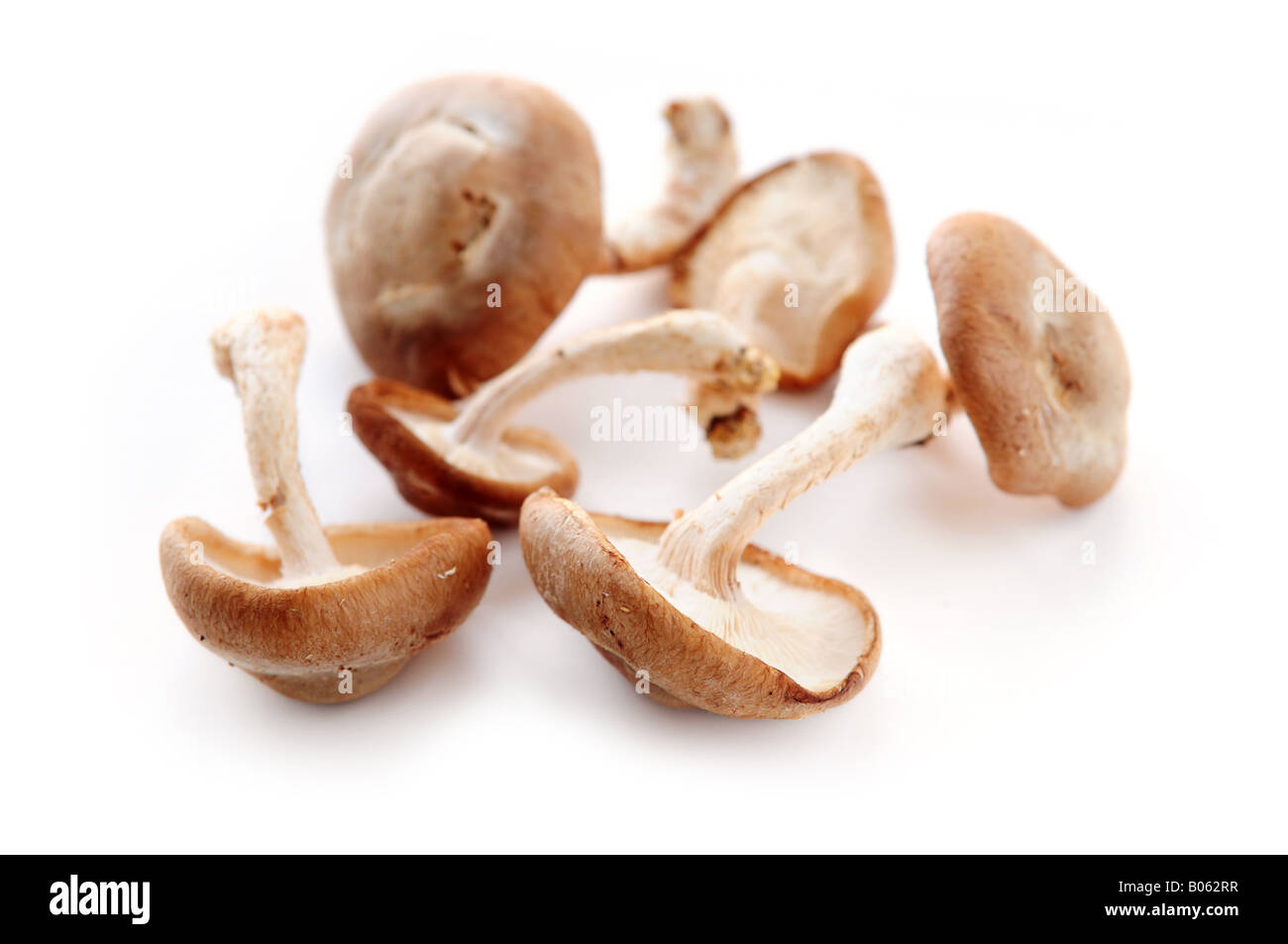 Several shiitake mushrooms isolated on white background Stock Photo - Alamy