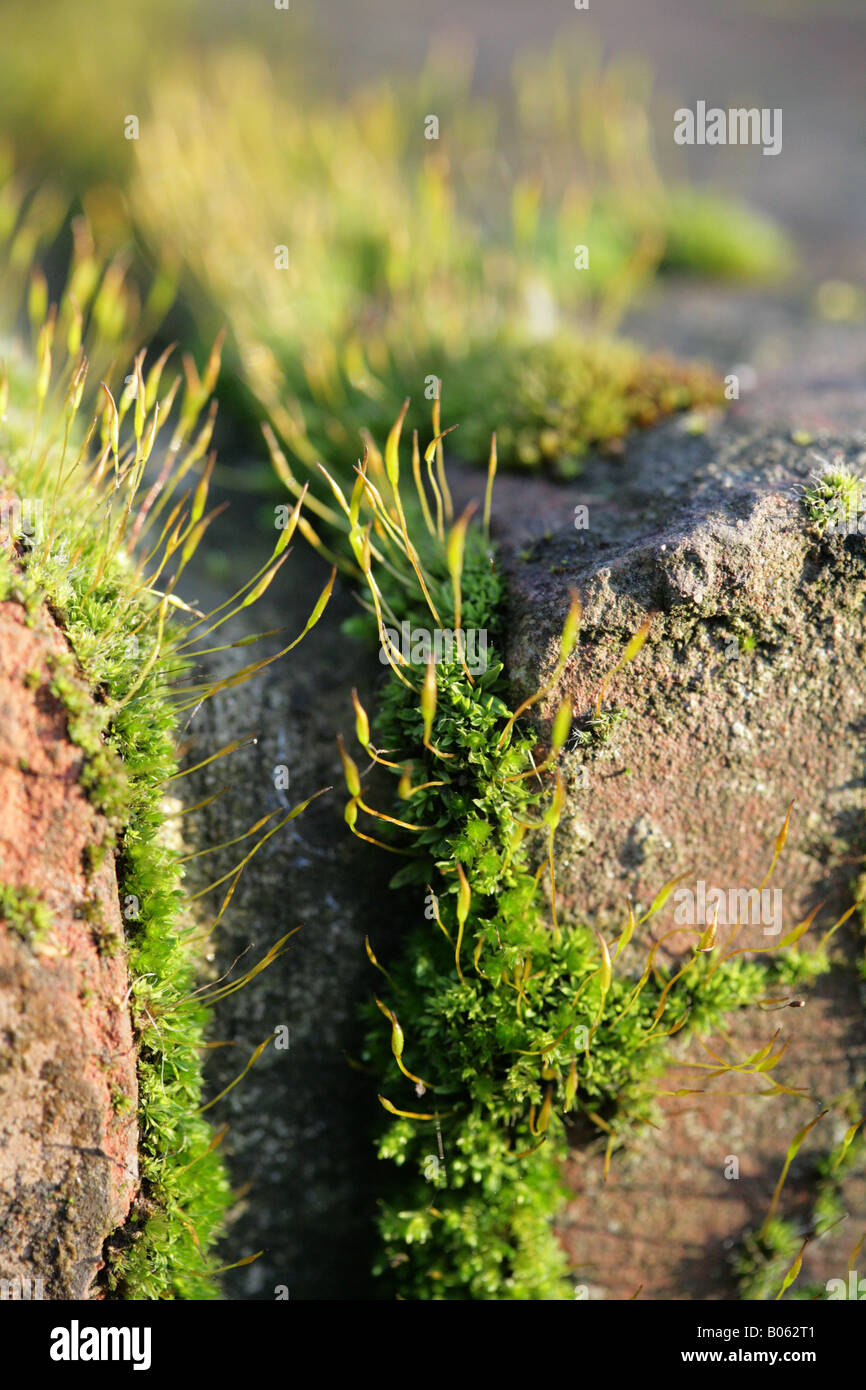 Wall screw mosses hi-res stock photography and images - Alamy