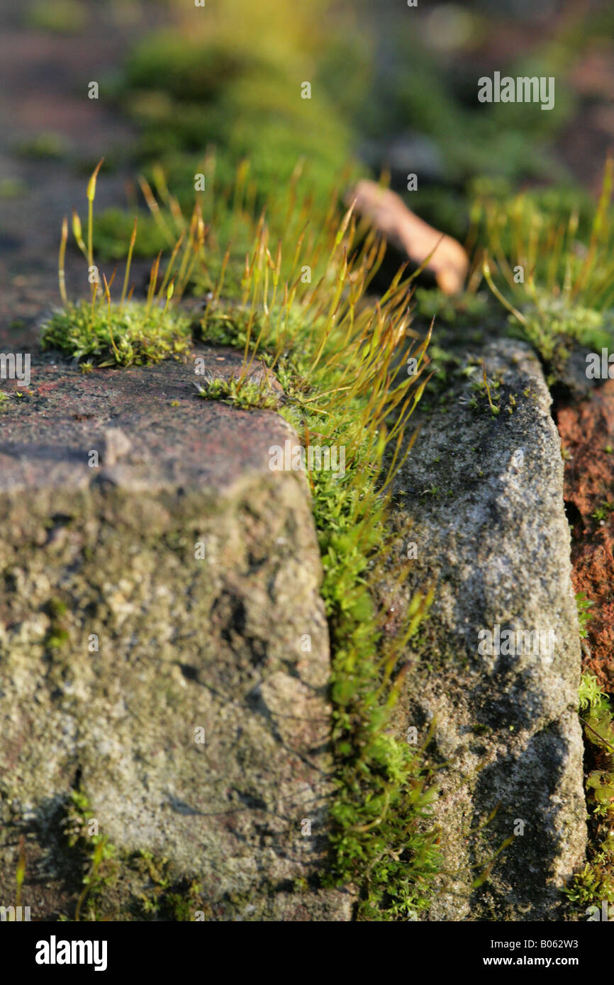 Wall screw mosses hi-res stock photography and images - Alamy