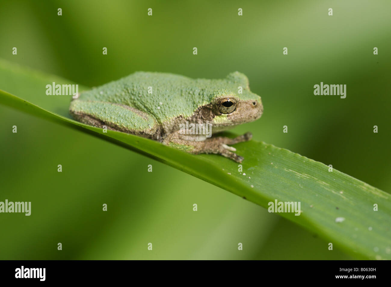 Delta national forest mississippi hi-res stock photography and images ...