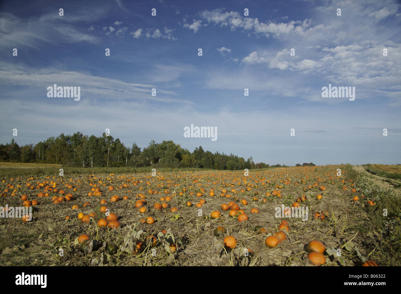 Pumpkins in the fields in Maine Stock Photo - Alamy