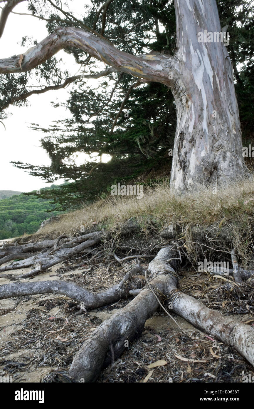 Eucalyptus tree roots hi-res stock photography and images - Alamy Eucalyptus tree roots hi-res stock photography and images - Alamy