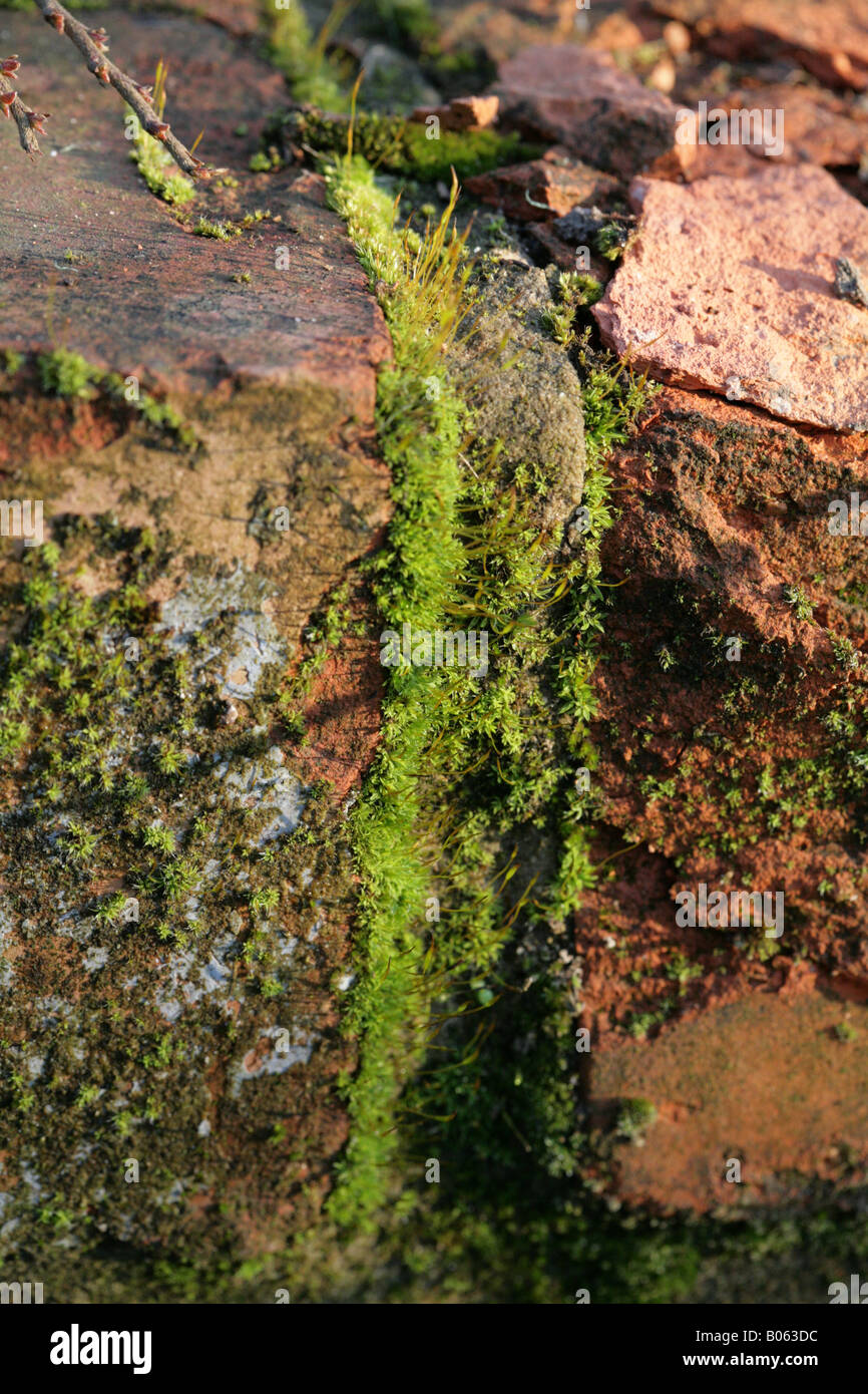 Tortula muralis Screw- Moss growing on a wall in a Cheshire Garden,on a ...