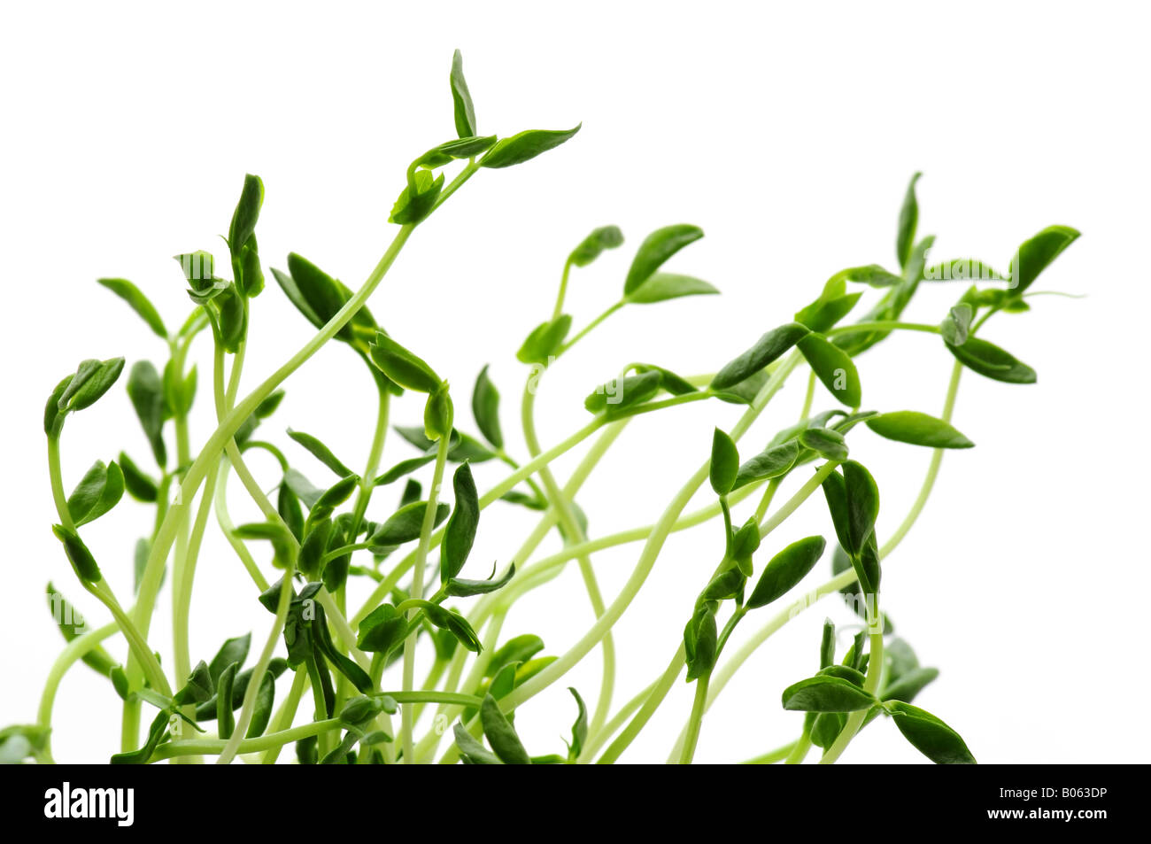Green young pea sprouts isolated on white background Stock Photo - Alamy