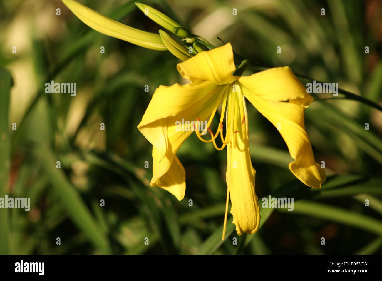 Hemerocallis Spider Miracle flower Stock Photo - Alamy
