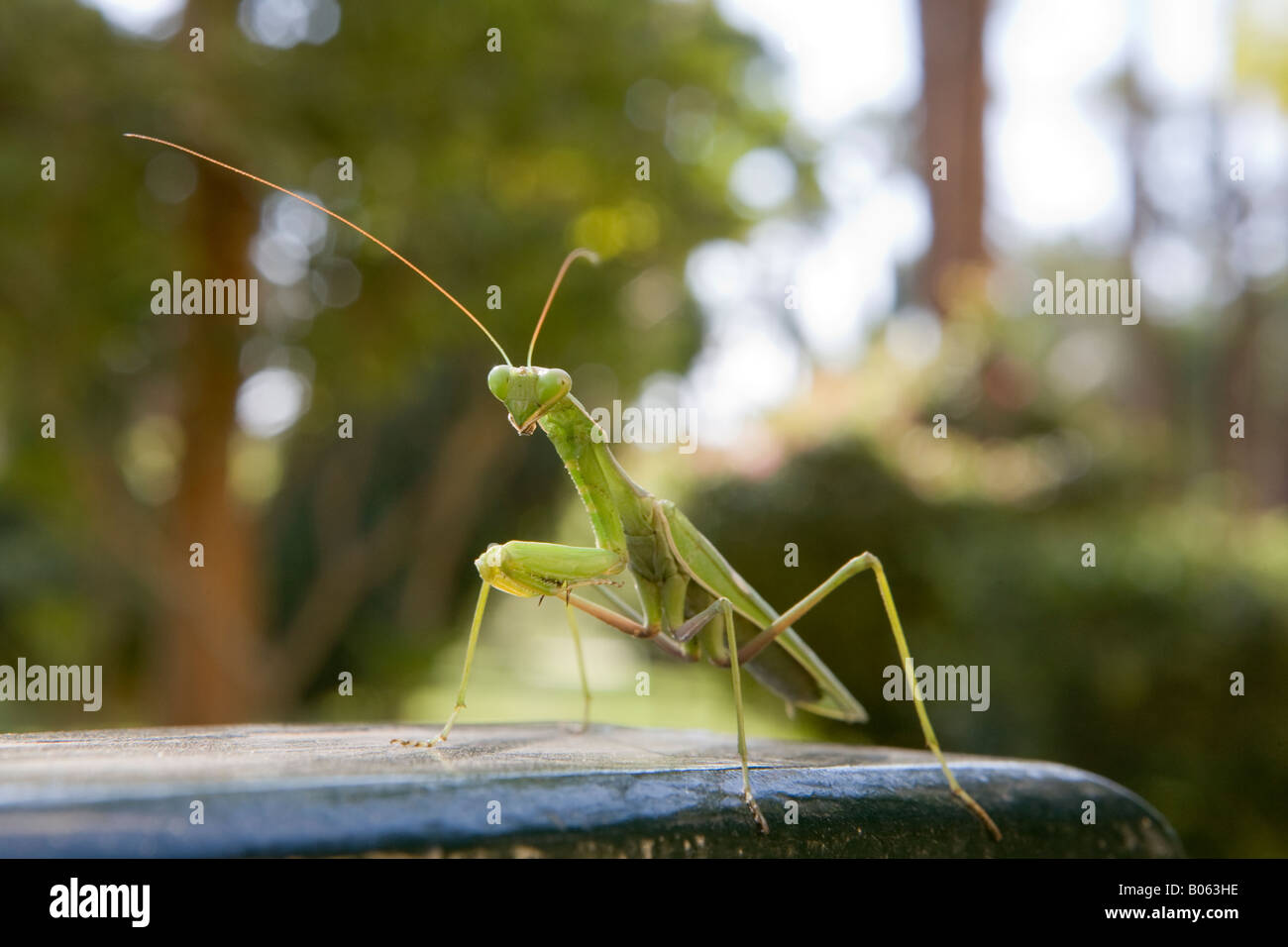 Prothorax hi-res stock photography and images - Alamy