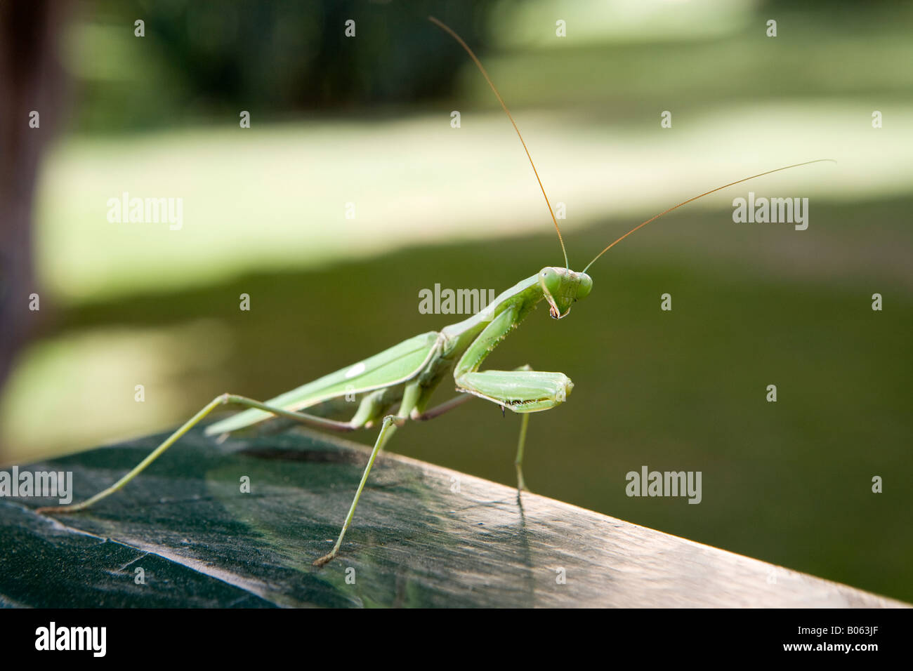 Praying Mantis stalking prey Stock Photo - Alamy