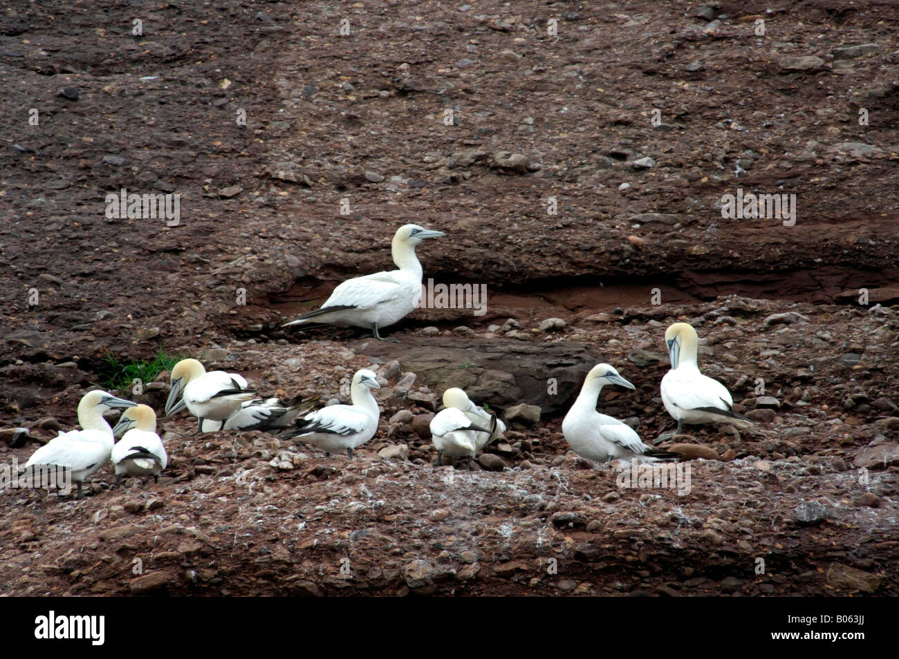 Canada, Quebec, Perce. Bonaventure National Park, world's largest ...