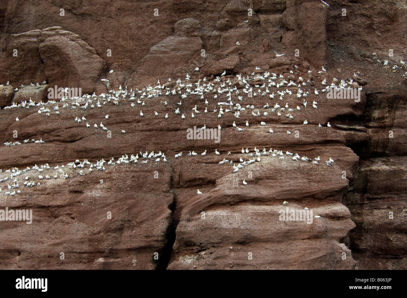 Canada, Quebec, Perce. Bonaventure National Park, world's largest ...