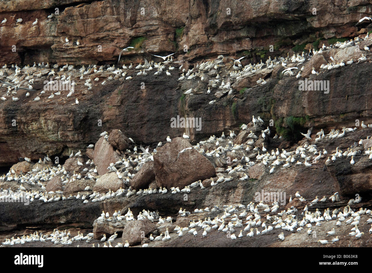 Canada, Quebec, Perce. Bonaventure National Park, world's largest ...