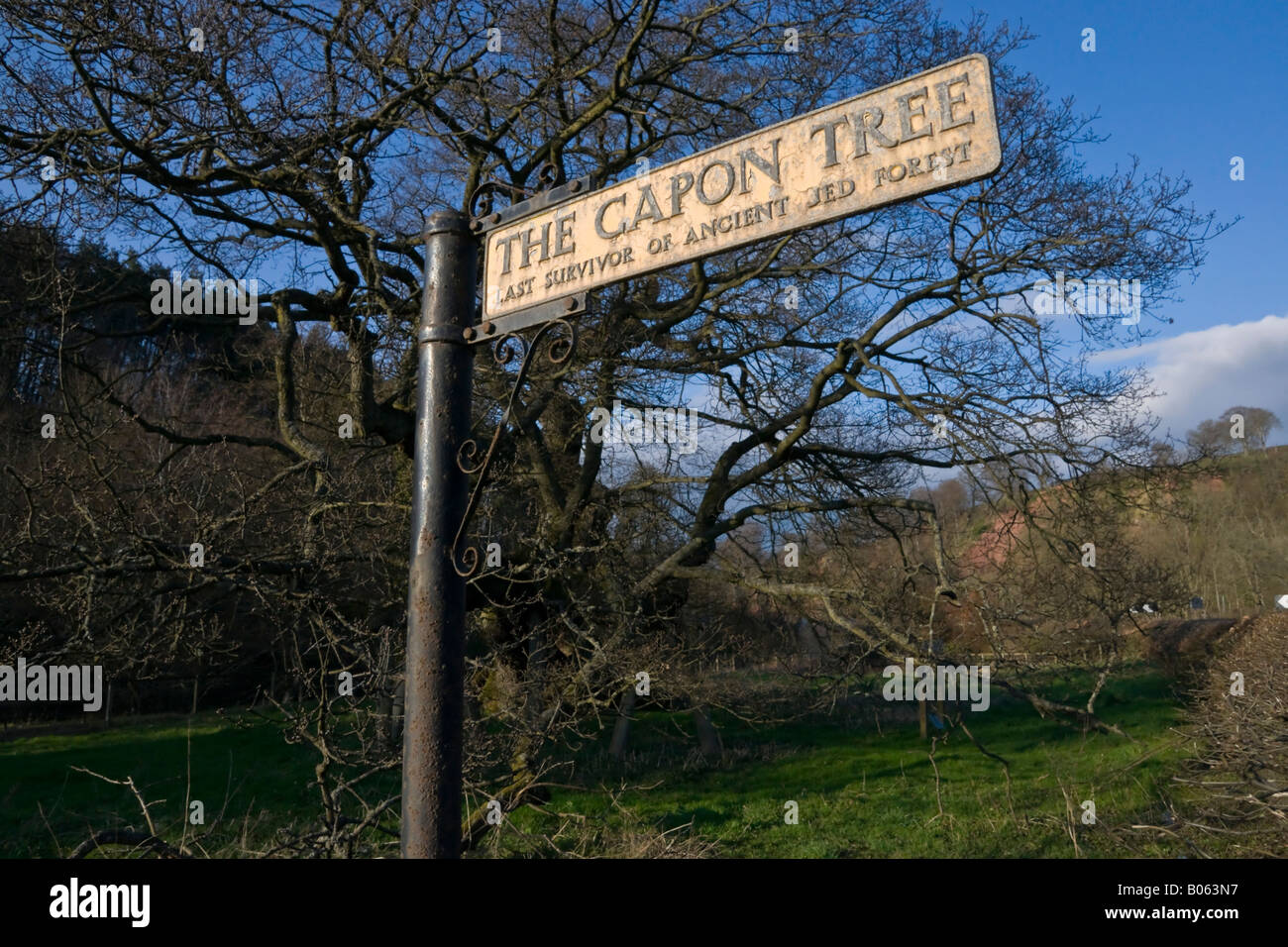 The Capon Tree historic 500 year old oak remnant of ancient Jed Forest ...