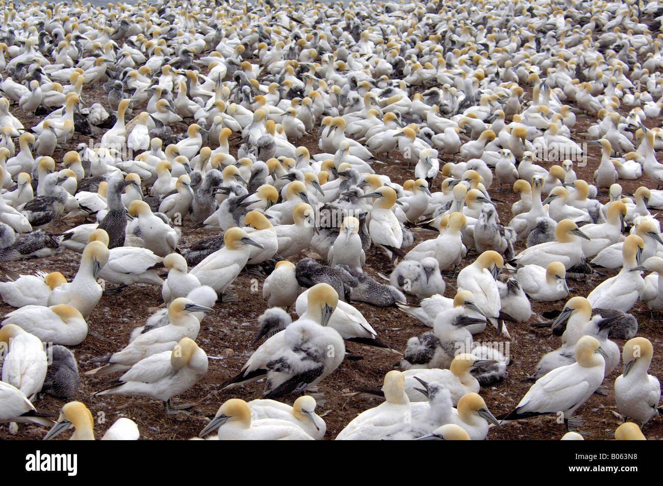 Northern gannet flock canada hi-res stock photography and images - Alamy