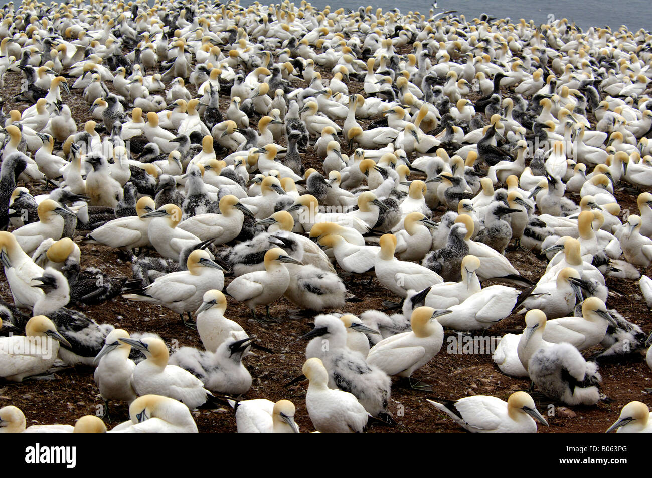 Birding quebec hi-res stock photography and images - Alamy