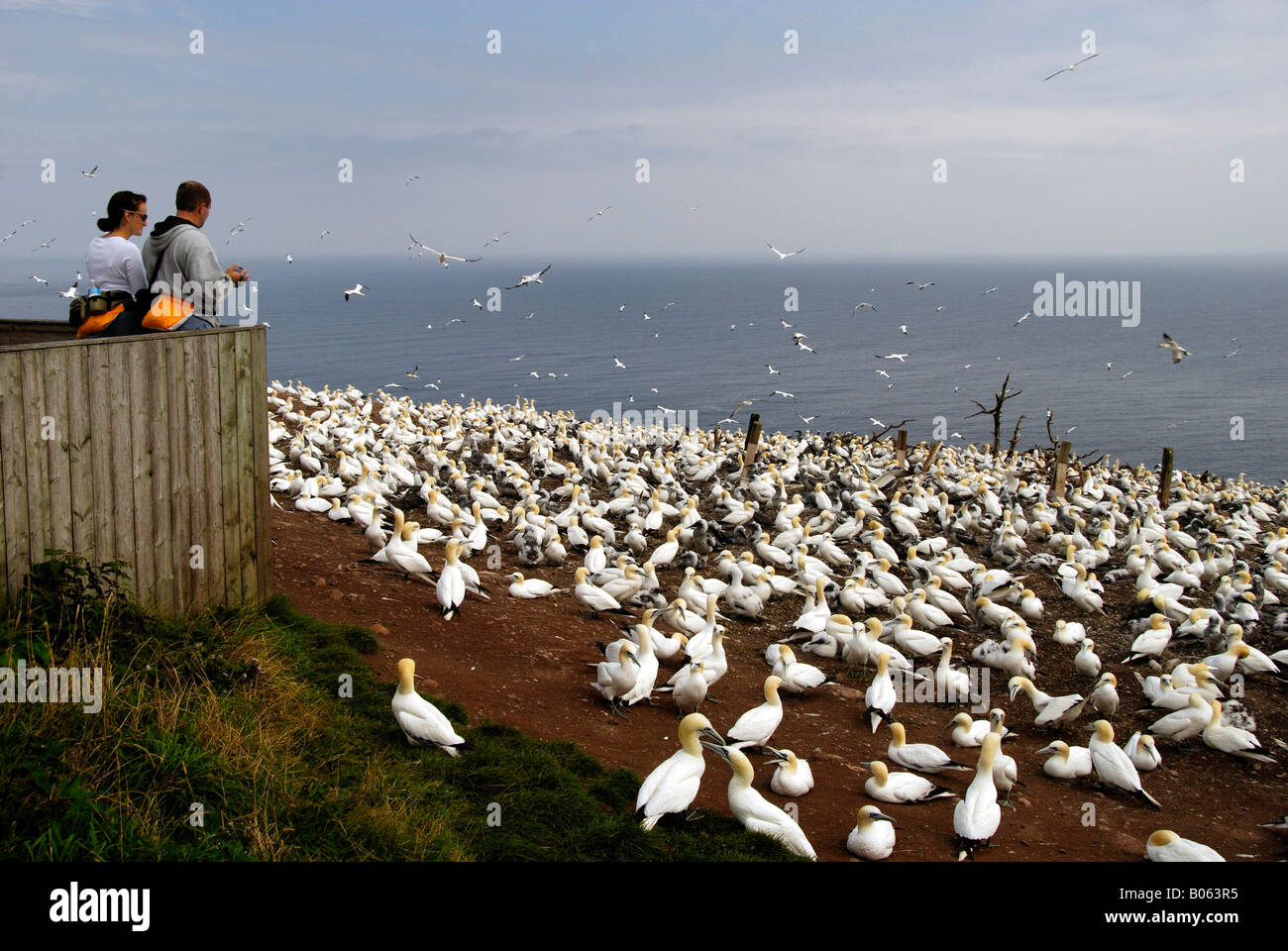 Canada, Quebec, Perce. Bonaventure National Park, world's largest ...